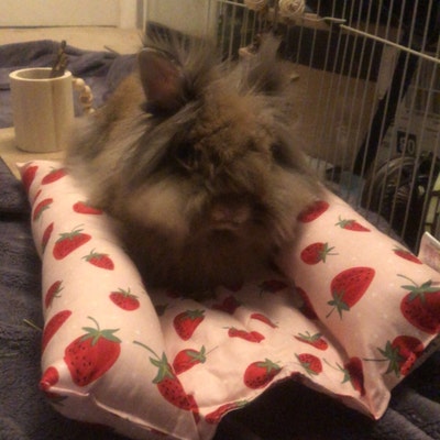 Bunny Snug Bed - Etsy