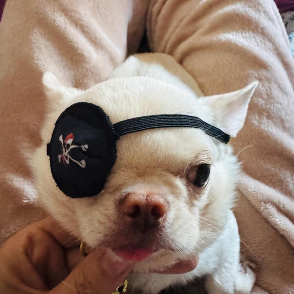 Eye Patch for DOGS 100 % Cotton/ No Felt - Etsy
