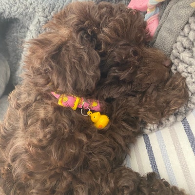 Strawberry Cat Collar Strawberry Kitten Collar Strawberry Collar ...