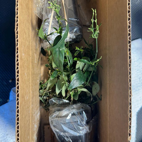 Pitiona, Oaxaca Lemon Verbena, Juanilama, Lippia Alba, 1 Live Plant 2.5 ...