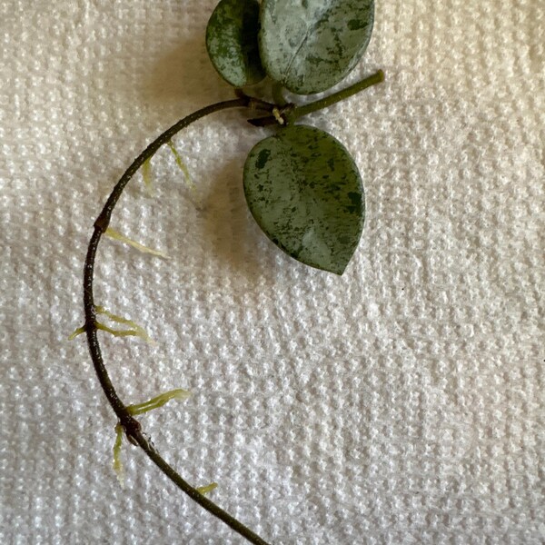 Hoya Mathilde Splash/silver UNROOTED - Etsy
