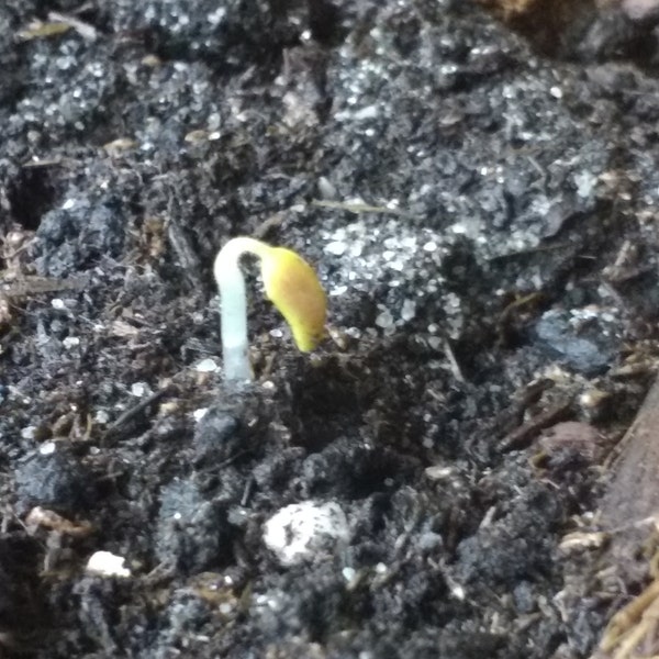 Telegraph Plant Seeds ~codariocalyx Motorius~ Fascinating "moving ...