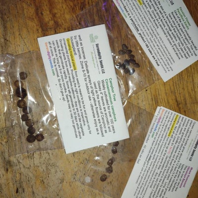 Baobab Tree 5 Seeds rare Seed for Tropical Growers adansonia Digitata ...