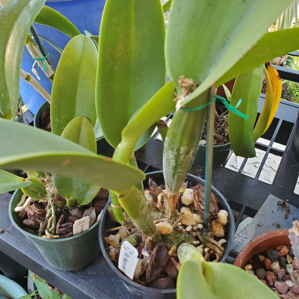 Blc. Aiea Lorraine 'paradise'. Live Cattleya Orchid Hybrid Plant ...