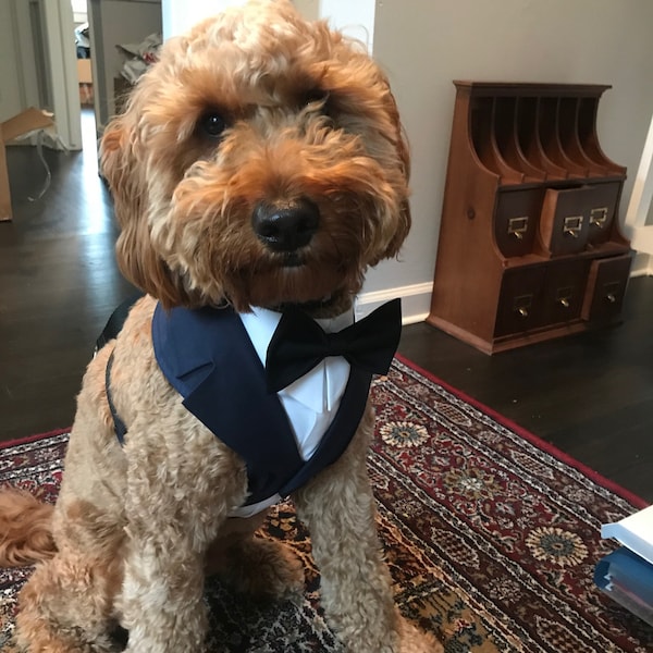 Navy Blue Dog Tuxedo, Dog Wedding Suit Harness, Formal Dog Tuxedo ...