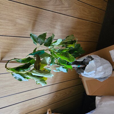 RARE Governor's Plum flavourtia Indica Live Fruit Tree Native to Africa ...