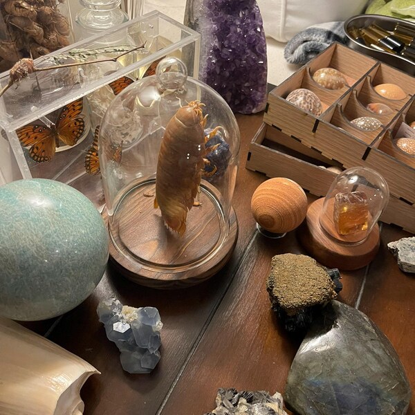 Spider Crab Platymaia Alcocki Crab Taxidermy Oddities - Etsy