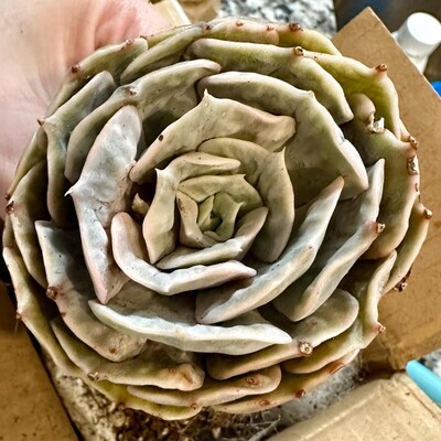 String of Watermelon Succulent Plants - Etsy