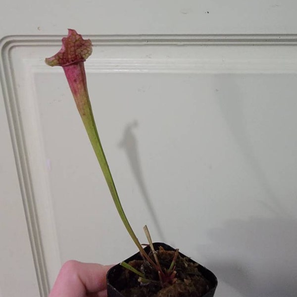 LIVE Carnivorous Pitcher Plant Sarracenia "juthatip Soper" Leucophylla ...