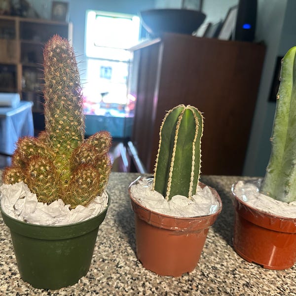 Large Eve's Needle Cactus Plant Cacti Succulent Plant Live Cactus Live ...