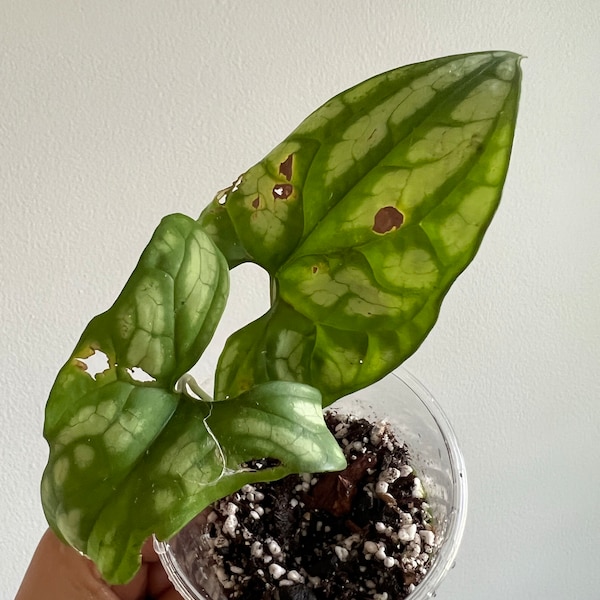 Variegated Money Tree (pachira Aquatica) - Etsy
