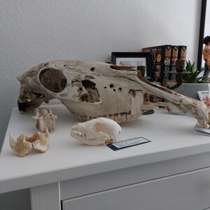 Real Horse Skeleton Named Terry. Complete. 25 Years Old Huge - Etsy