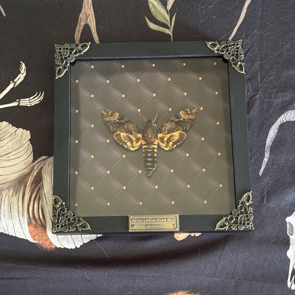 Real Framed Death's Head Moth Acherontia Frame Dried Butterfly Skull ...