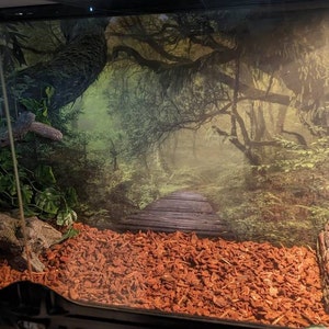 Aquarium / Terrarium Background / Colorful Plants - Etsy