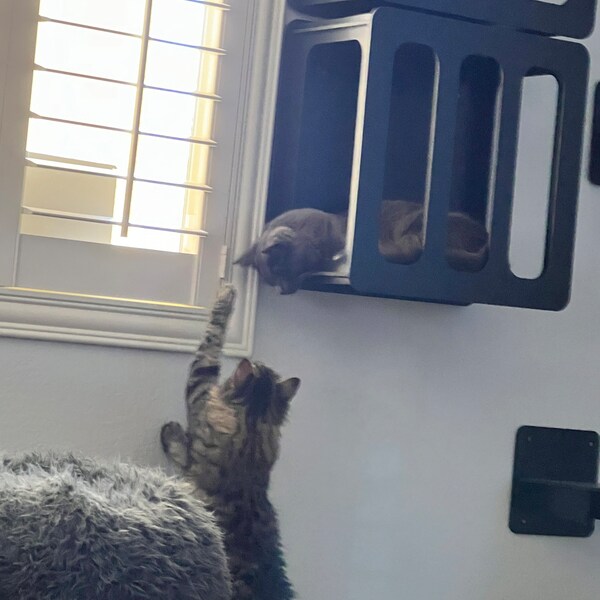 Floating Cat Bed, Wall Mounted Cat Shelves, Cat Climbing System, Cat ...