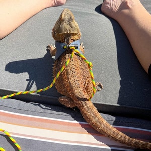 Bearded Dragon Hat Lizard Costume Reptile Hat Crochet - Etsy