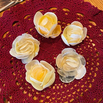 Sanibel Island Spiny Jewel Box - Etsy