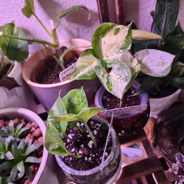 Variegated Maranta Prayer Plants, Beauty Kim Variegated, High ...