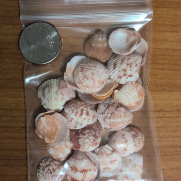 White Beach Shell Sanibel Island Shell Ornament DIY Beach Decor | 8 ...
