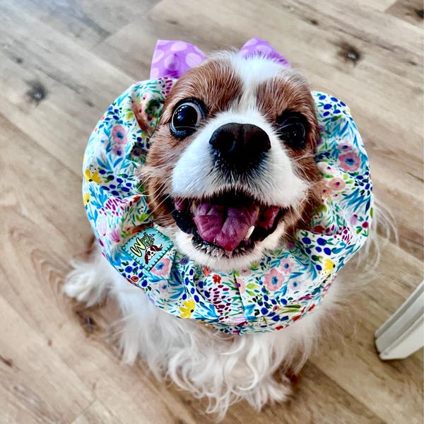 Adjustable Dog Snood: THANKSGIVING TURKEY TROT Snood to Protect Long ...