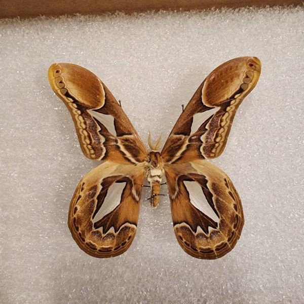 Agapema Anona Saturn Moth Saturniidae Arizona - Etsy