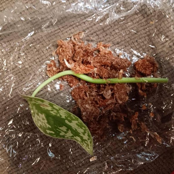 Monstera Esqueleto Cutting – Rare Skeleton Monstera – Tropical Aroid ...