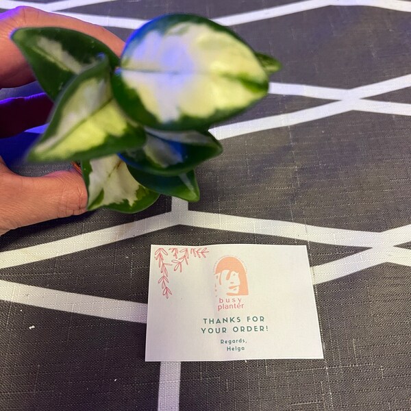 Transparent Pot for Interior Plants 12 Cm Clear Plastic Pots for Plant ...