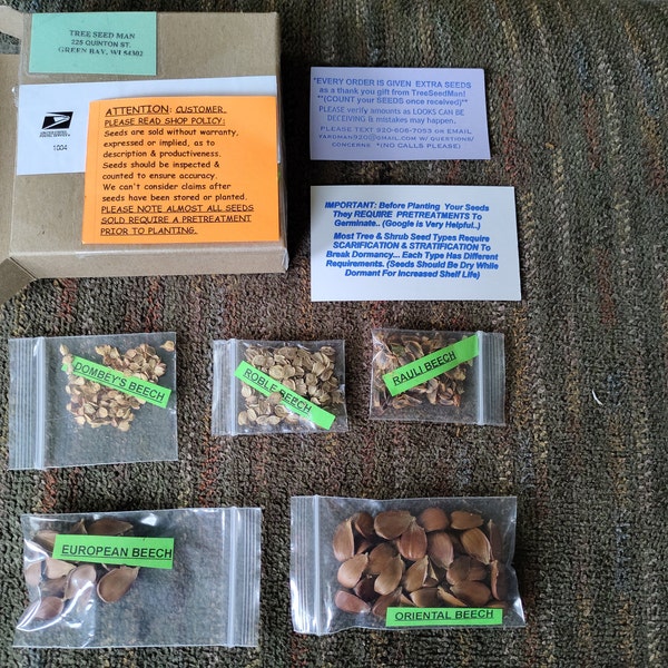3 Types of BEECH TREE SEEDS (per Order Randomly Chosen) - Etsy