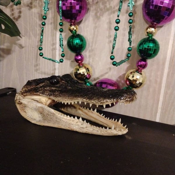 Five Alligator Heads From Genuine Louisiana Gator Taxidermy - Etsy
