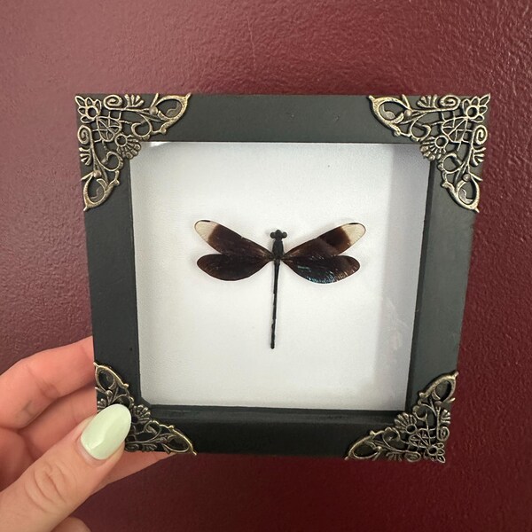 Real Framed Spider Tarantula Bird Eating Insect Shadow Box Taxidermy ...