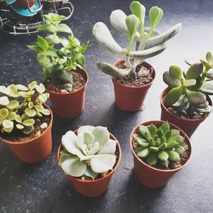 Small Succulent Plants Random Succulents 5cm Pots Open - Etsy UK