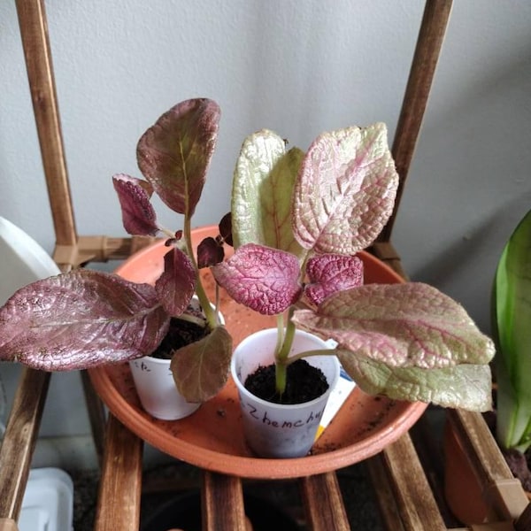 Episcia From Seeds a Set of 3 Episcias 2” Pots(c) - Etsy