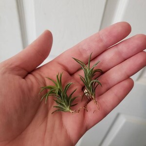Neglecta Mini Air Plants Tillandsia, Air Plant, Indoor Plant, House ...