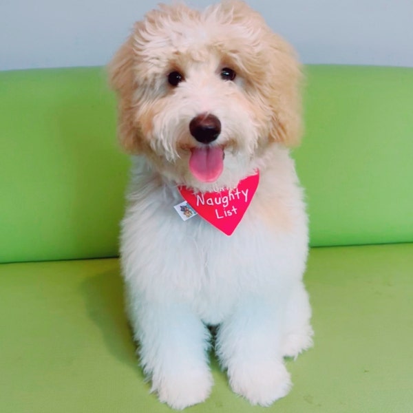 The Picnic Reversible Snap on Dog Bandana, Reversible, Two Looks in One ...