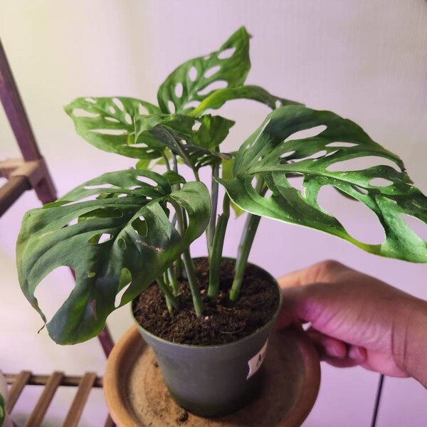 Large Neon Pothos Hanging House Plant Trailing Indoor Plant in 6 Pot - Etsy