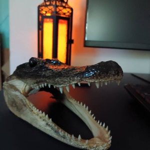 ALLIGATOR BONE DUST Voodoo, Hoodoo, Wicca, Gothic, Oddity - Etsy