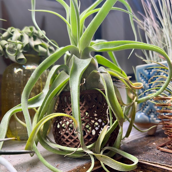 Aztec Pyramid Planter for Growing Succulents, Propagation Tray ...