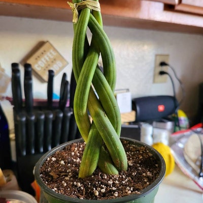 Flowerpotnursery Moonlight Fern Cretan Brake Fern Pteris Cretica Mayii ...