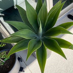 Large Soap Aloe Aloe Maculata Zebra Aloe Aloe Macrocarpa - Etsy