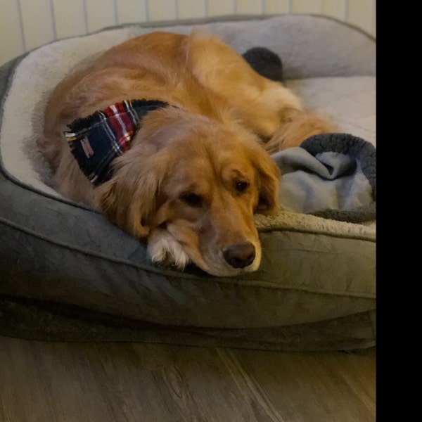 Dog Poop Loop | Handsfree Poop Carrier | Dog Poop Bag Holder| Clips ...