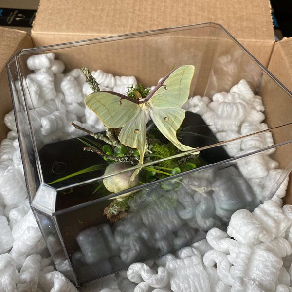 REAL - Unique UV Fluorescent Butterfly Diorama - Papilio Demoleus With ...