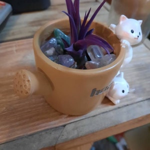 Pearl Turbo Setosus Shell 1 3/4 2 1/4 Opening 1 - Etsy