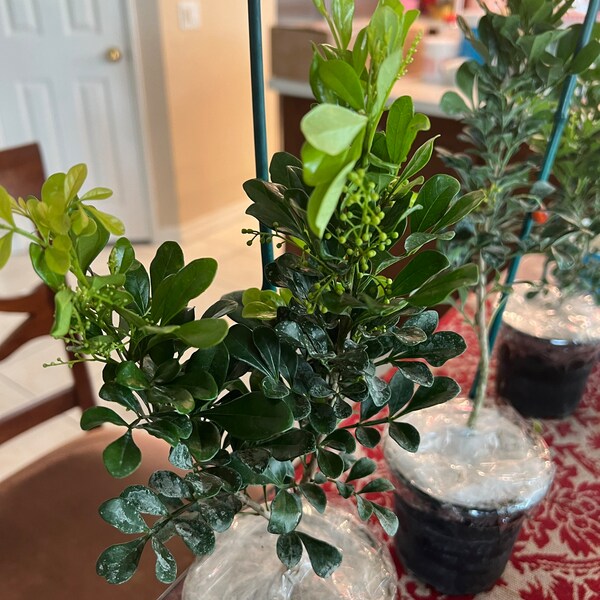 Chinese Perfume Tree, Chinese Rice Flower, in 4 Pot Aglaia Odorata - Etsy