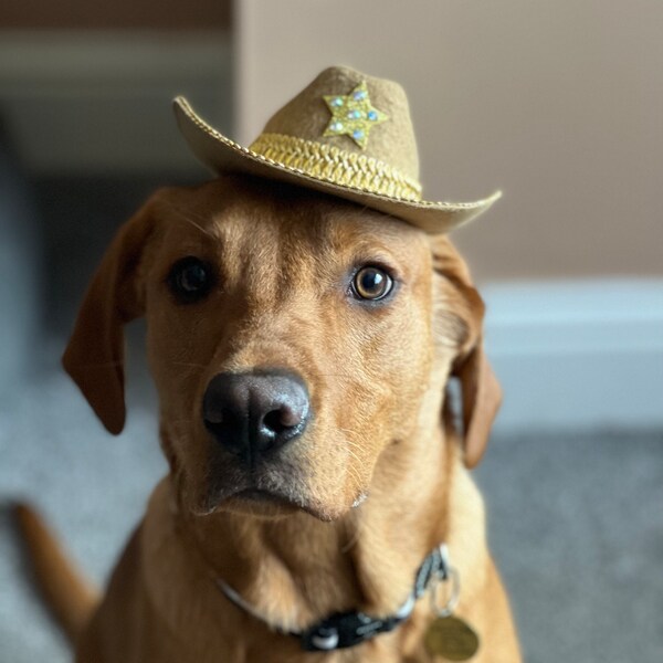 Dog Cowboy Hat • Pet Cowboy Hat • Cowboy Hat for Dogs or Cats • Pet ...