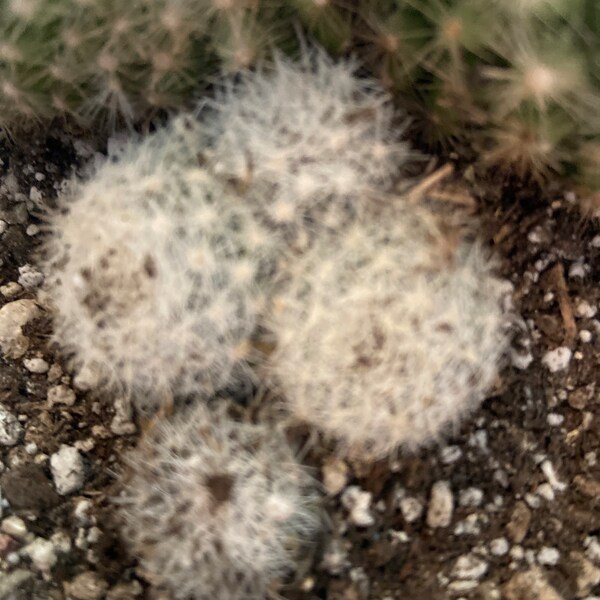 Mammillaria Candida snowball Cushion Cactus 2, 4 or 6 Inch Pot - Etsy