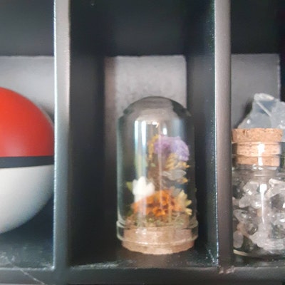 Miniature Specimen Diorama Terrarium - Etsy
