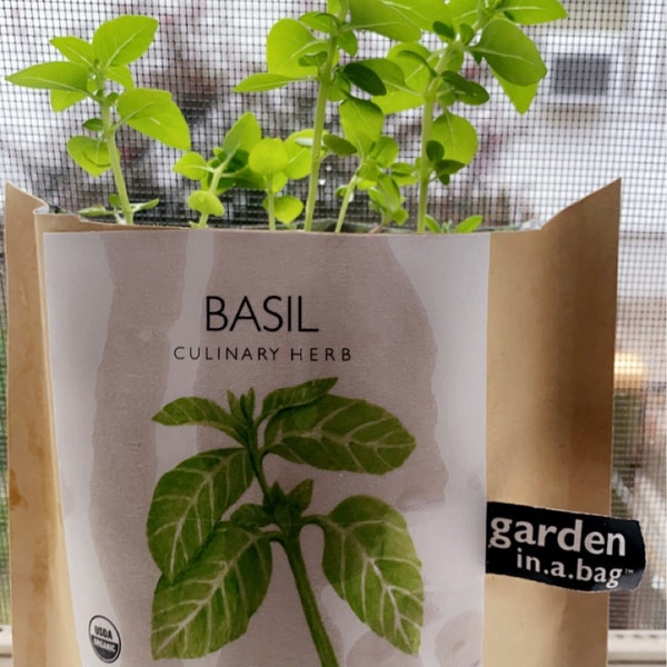 Basil Garden in a Bag | Self Contained Plant – Eco Friendly - Basil ...