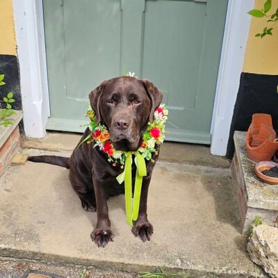 Dog Flower Garland,silk Flower Wedding Collar, White Ribbon Sash Neck ...