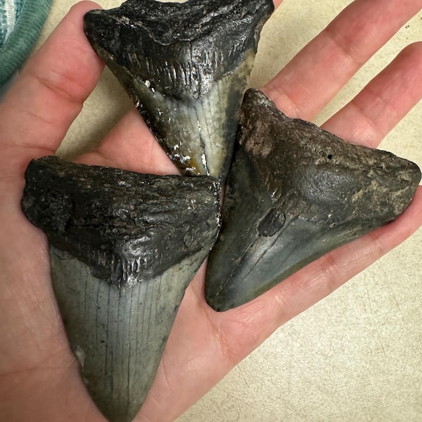 Megalodon Tooth 4.84 Inches. Real Fossil Megalodon Shark Tooth ...