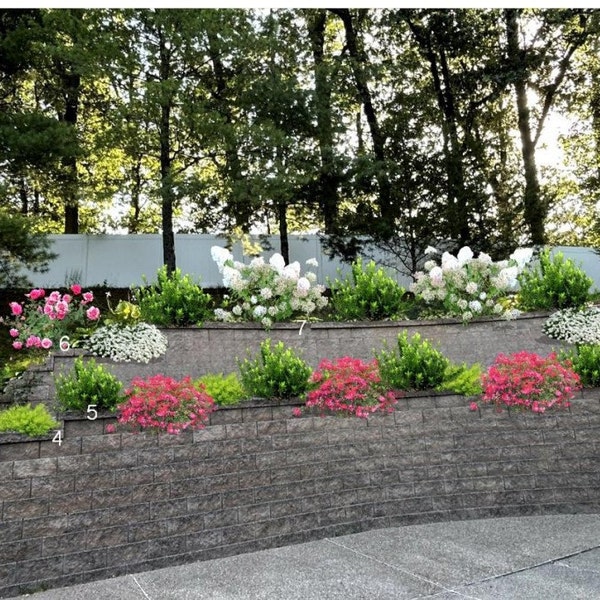 Premade Landscape Design and Plant List 'evergreen Elegance' Full Sun ...